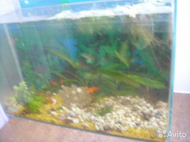 Аквариум20л+5меченосцев+грунт+трава