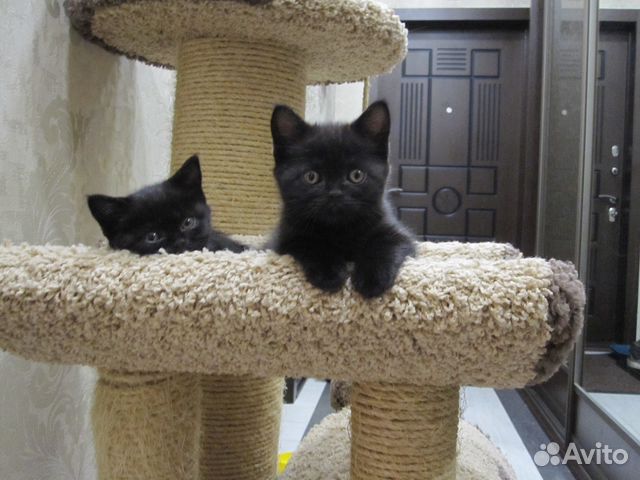Шотландские котята
