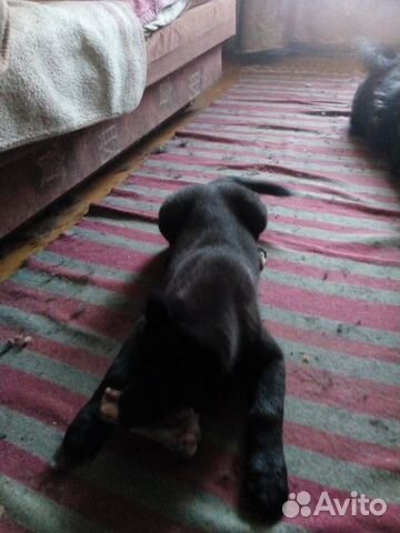 Отдам в хорошии руки