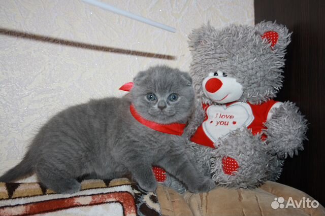 Шотландские вислоухие котята