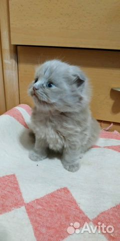 Шотландские котята
