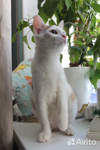 Умный и ласковый юный кот ищет дом