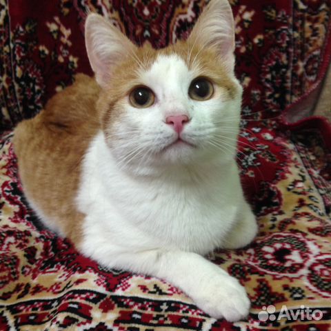 Уличный котик -Тема, ласковый,благодарный