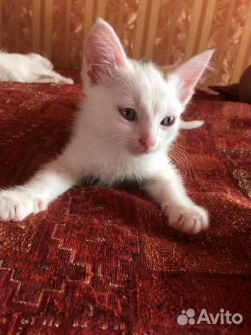 Турецкая ангора