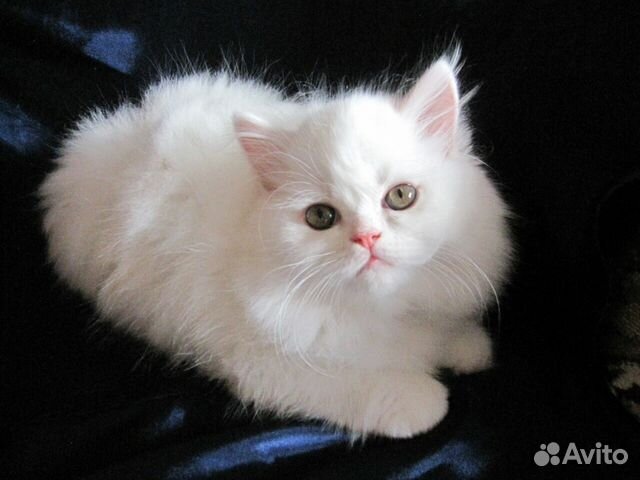Королевские котятки