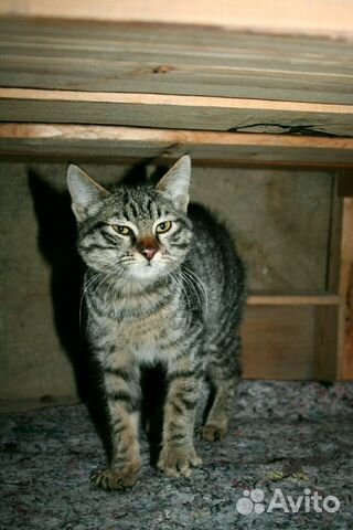 Ищет дом кот Матвей