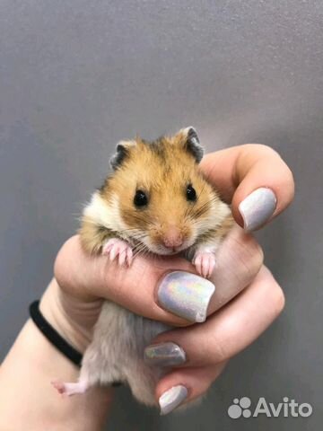 Сирийские хомяки