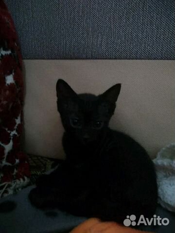 Котёнок донского сфинкса