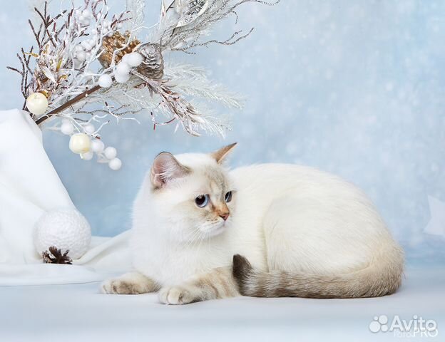 Британская девочка нарядного окраса