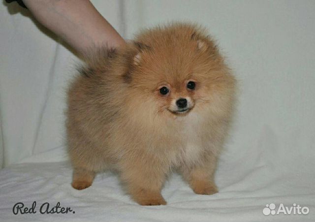 Щенки шпица померанского