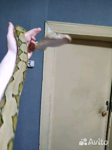 Сетчатый питон платина гет альбино