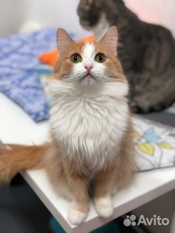 Кошечка Лисёнок