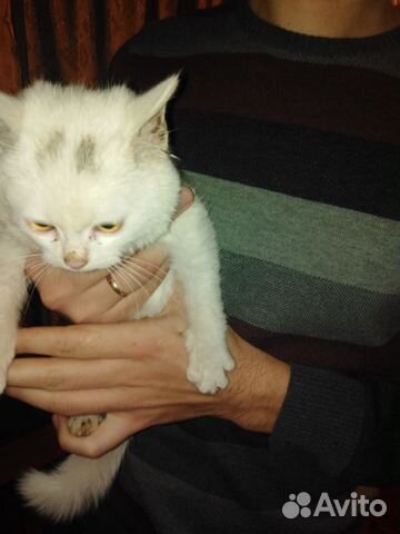 Белый кот