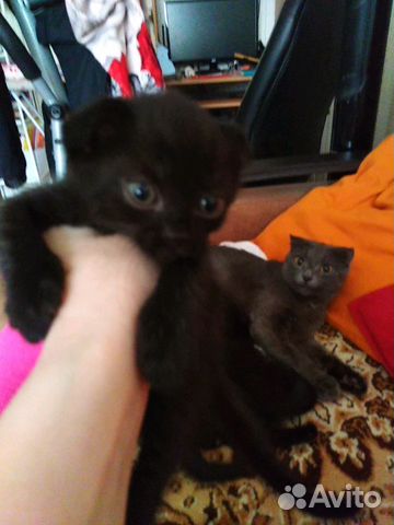Очаровательные чёрные котята