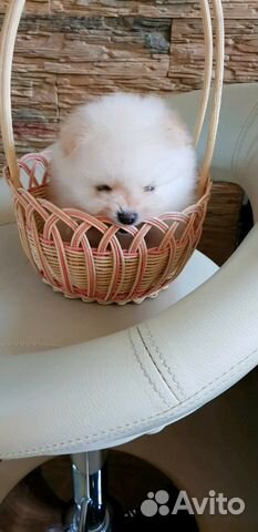 Счастливые щеночки шпица