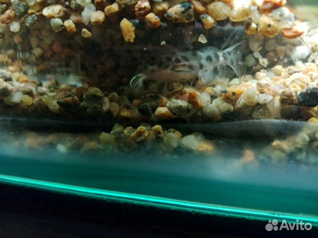 Сом Синодонтис далматин