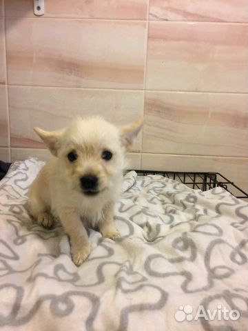 Вест хайленд вайт терьер