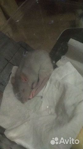 Отдам крыса