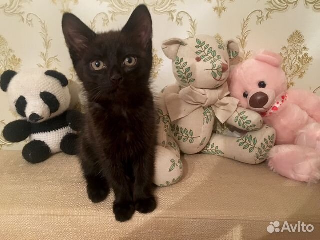 Темно-шоколадный суперласковый Котенок в дар 1,5 м