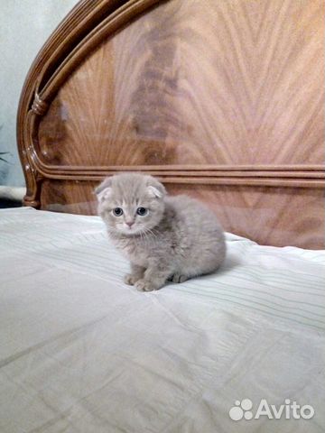 Шотландская вислоухая