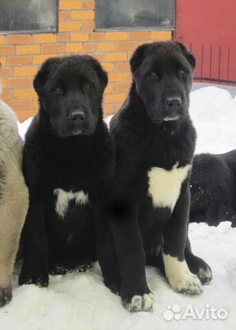 Щенок сао (алабай, азиат) с доставкой в Москву