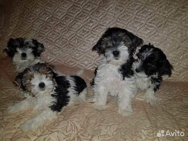 Мимишки биверишки