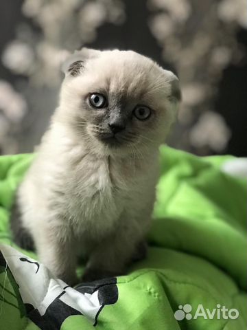 Шотландский вислоухий котёнок