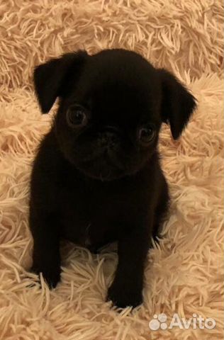 Пти брабансон мини мальчик