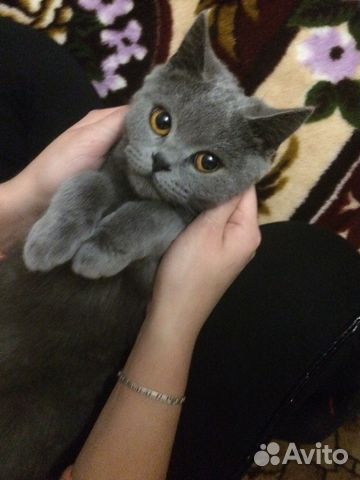 Британец