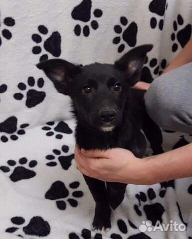 Ищем надежного хозяина