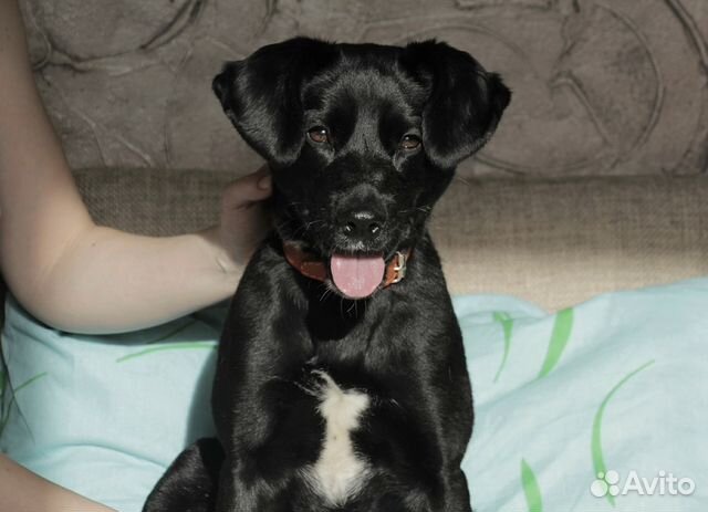 Небольшой молодой песик Тимошка в добрые руки