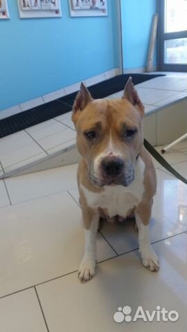 Тося ищет дом