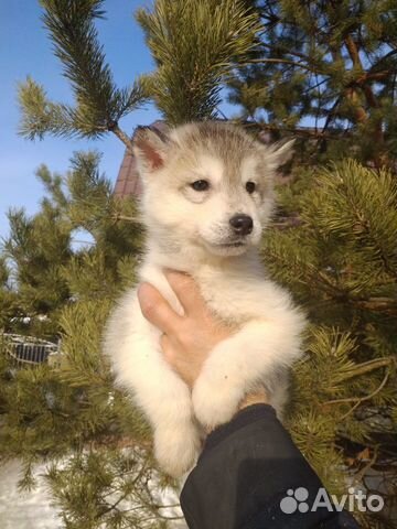 Красивый щенок хаски 2.5мес