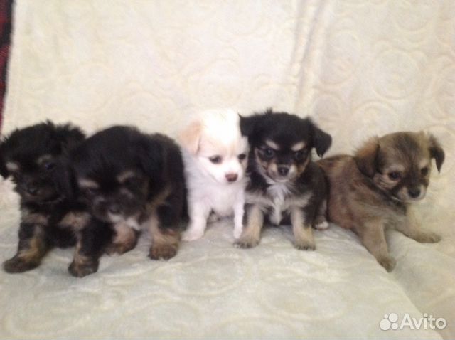 Щенки чихуахуа длинношёрстые