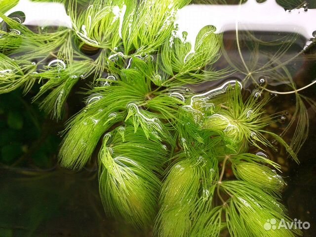 Водоросли-роголистник