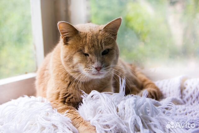 Кошка Фая ищет дом