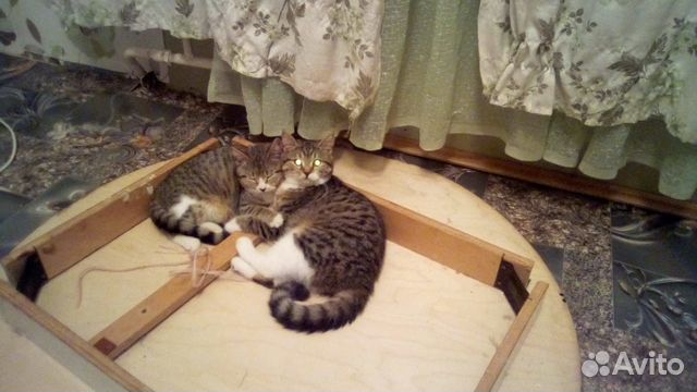 Котята шотладской кошки