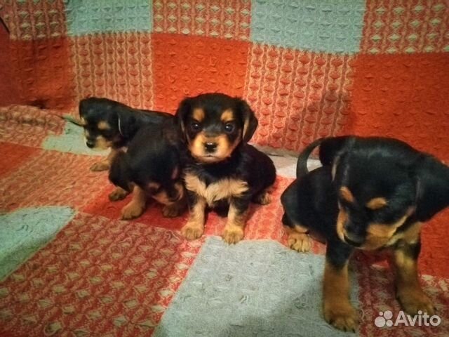 Уникальные щенки