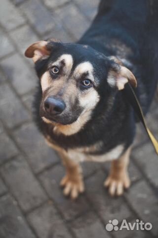 Метис хаски