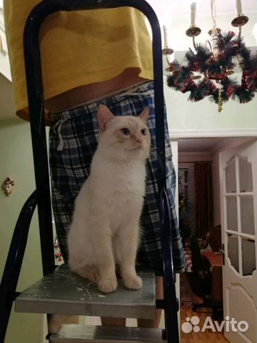 Котик тайской породы