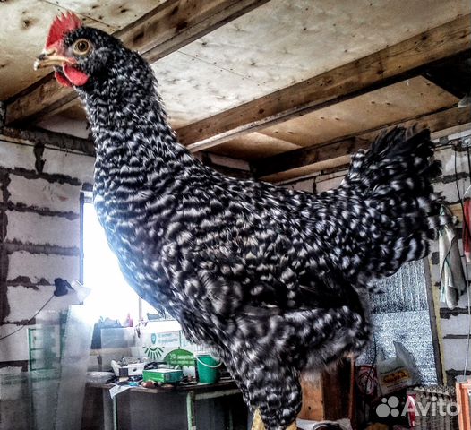 Петухи Доминант