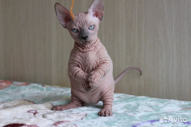 Бамбино, Эльф, Канадский сфинкс