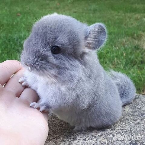 Шиншилла с клеткой