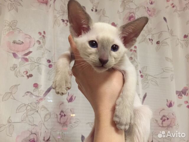 Ориентальные котята