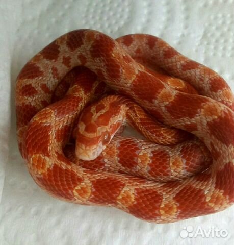 Змея маисовый полоз