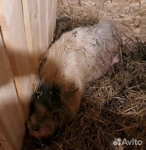 Хрячок вьетнамской породы