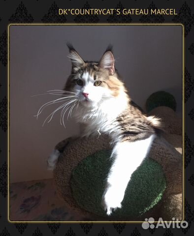 Кот мейн-кун 3.5 года, кастрированный