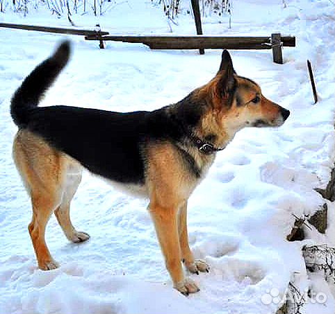 Красивейший овчар, 5 лет. Охранник и компаньон