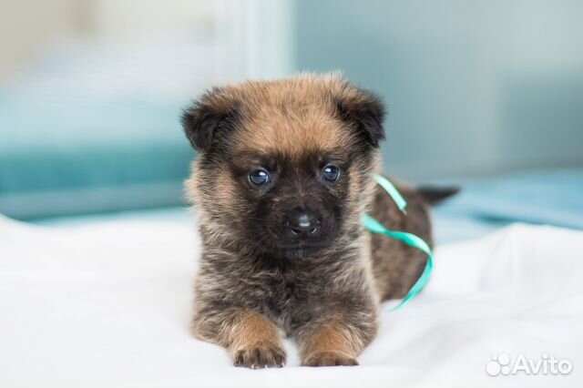 Щенок в добрые руки