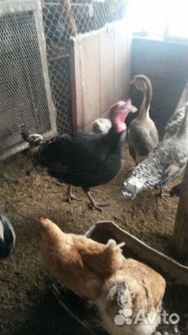 Гуси, Куры, Индюки -несутся и выводят сами